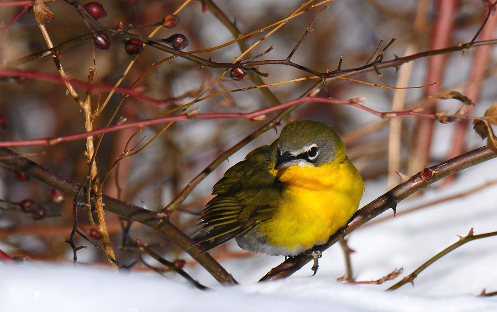 Turbo's Track and Photo Tour: Yellow Breasted Chat, Song Sparrow ...