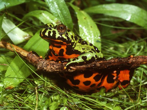 Fire-Bellied Toad | Wildlife | The Wildlife