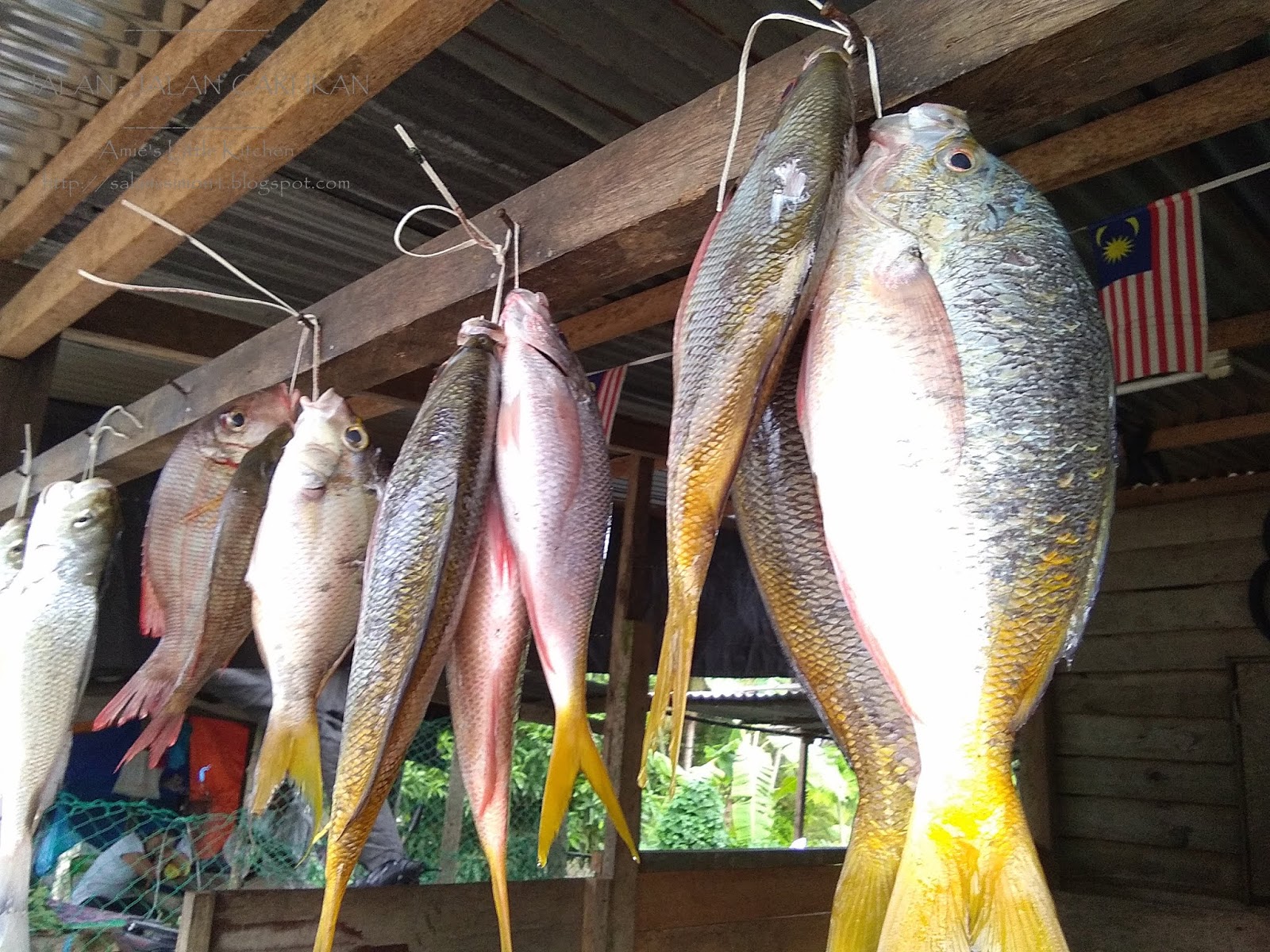 Kenali Pelbagai Jenis Ikan di Pantai Timur Sabah - Amie's Little Kitchen