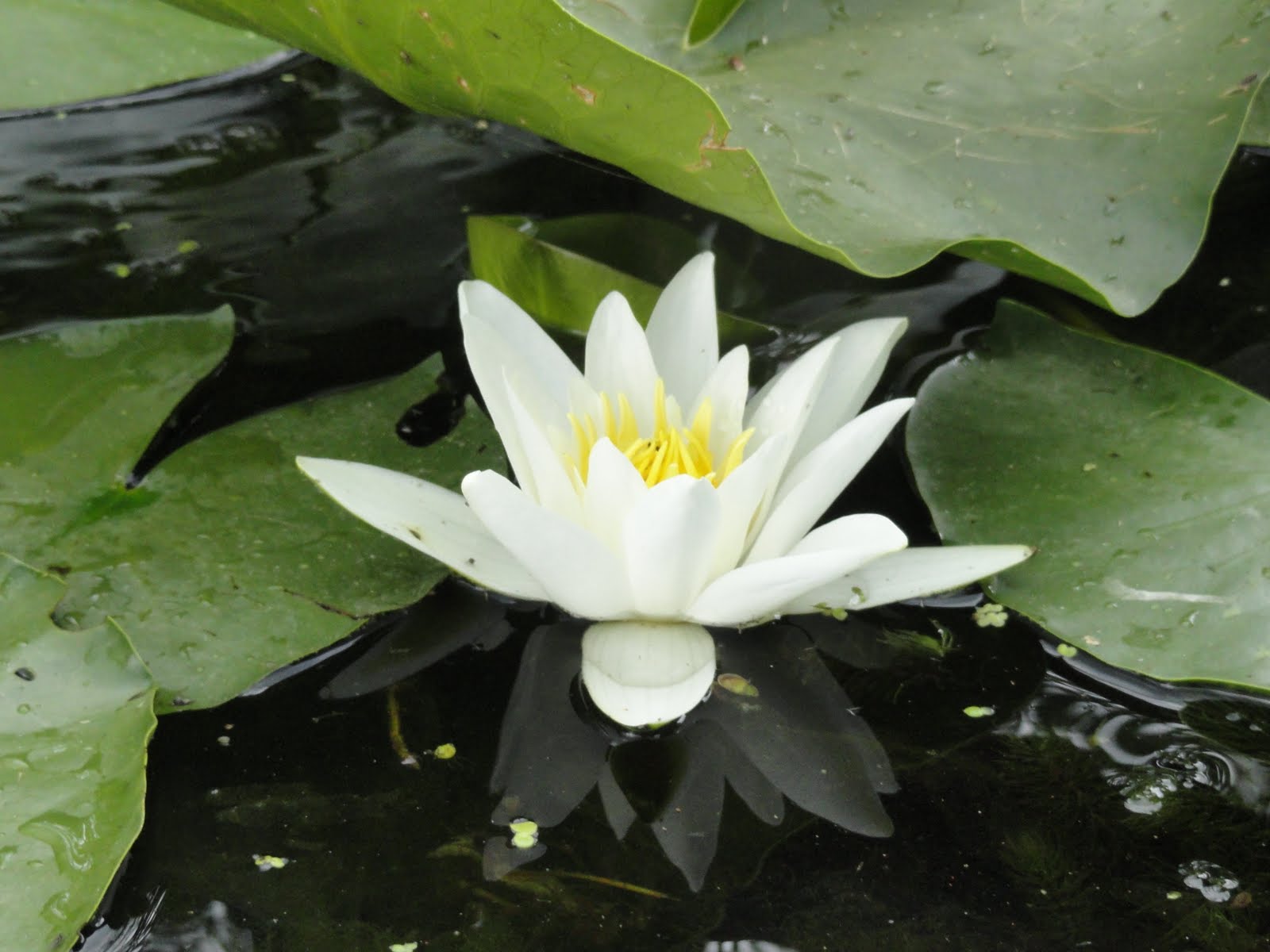 Frumusetile naturii: Nufar alb (Nymphaea alba L)