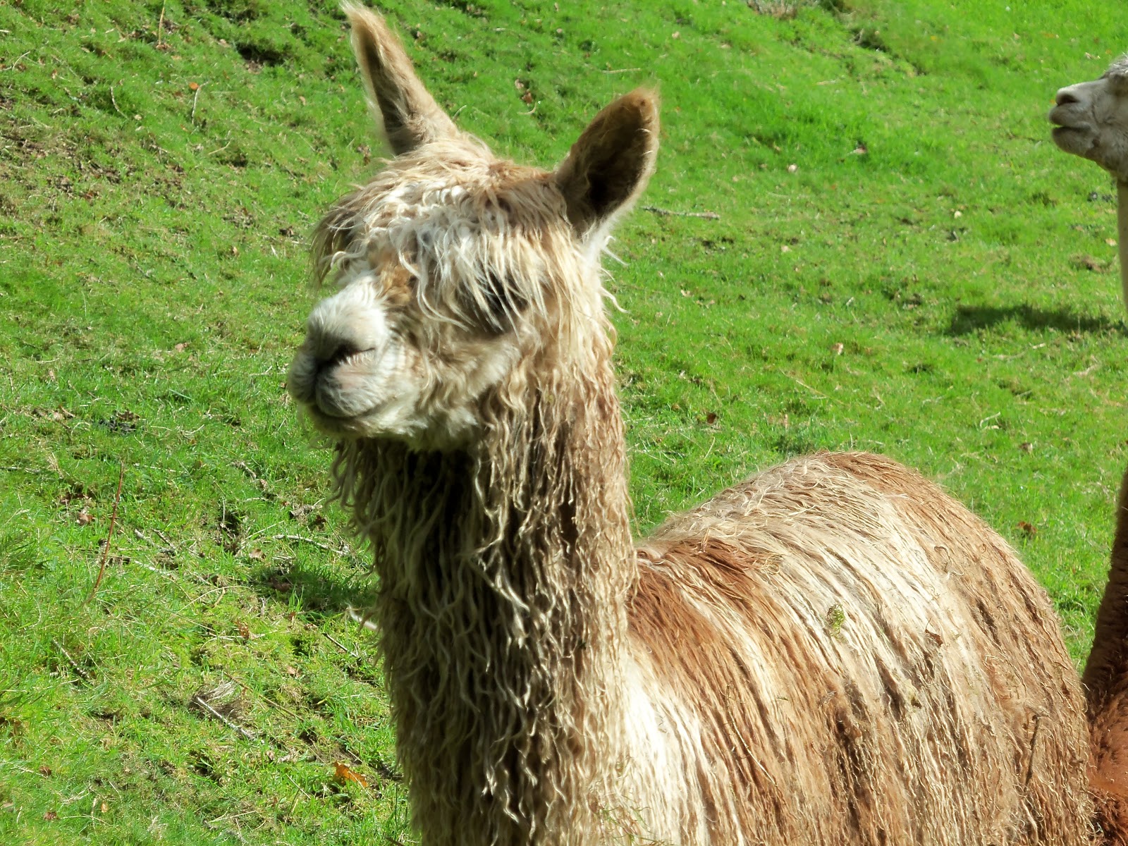 TREGOR MARCHE NORDIQUE