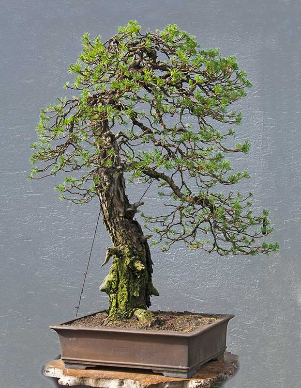 Walter Pall Bonsai Adventures: Scots pine #6