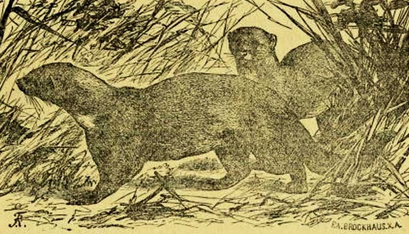 HISTORIAS ZOOLOGICAS: EL HURON MAYOR, IRARÁ o EIRA (Eira barbara ...