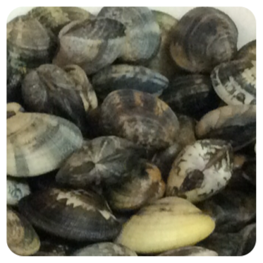 Las deliciosas almejas reyna | Cocina