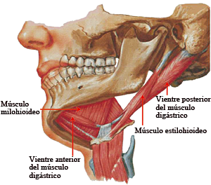 Morfofunción: Cabeza y cuello: Músculos suprahioides