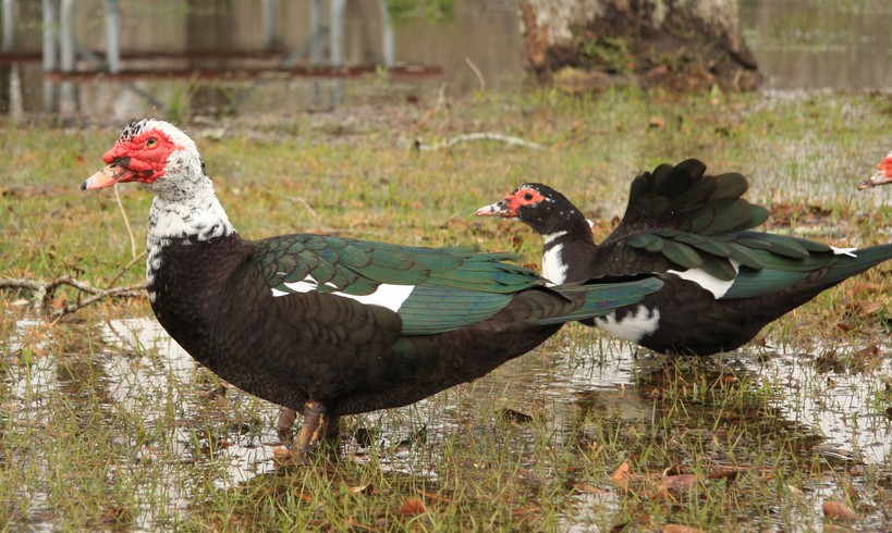PENGERTIAN PETERNAKAN - Agrobisnis Sambas
