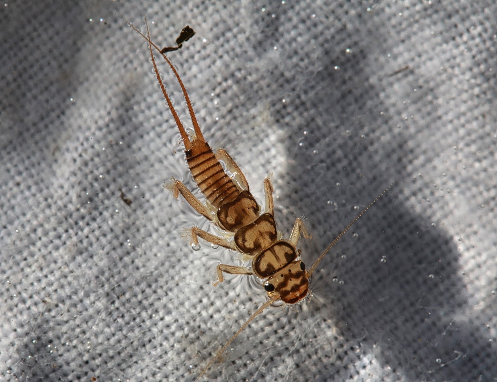 Aquatic Insects of Central Virginia: The "Appalachian Springfly ...