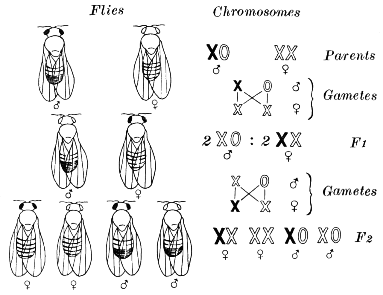 Biologi : Genetika part 1 | Mix Knowledges Blogs
