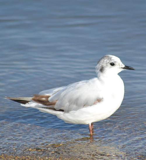 Little gull | Birds of India | Bird World