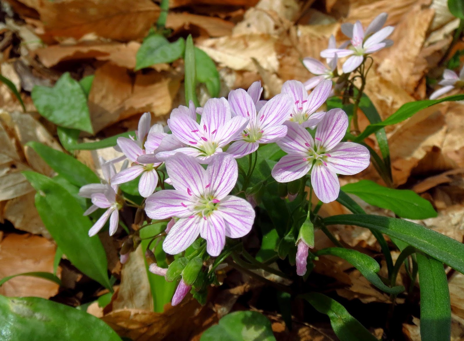 Plants Amaze Me: Warren Woods, Kesling Nature Preserve, Southwest Michigan