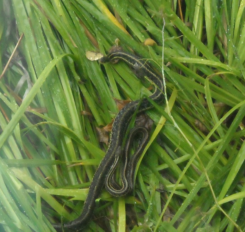 HOWL: Mama Snake & Baby