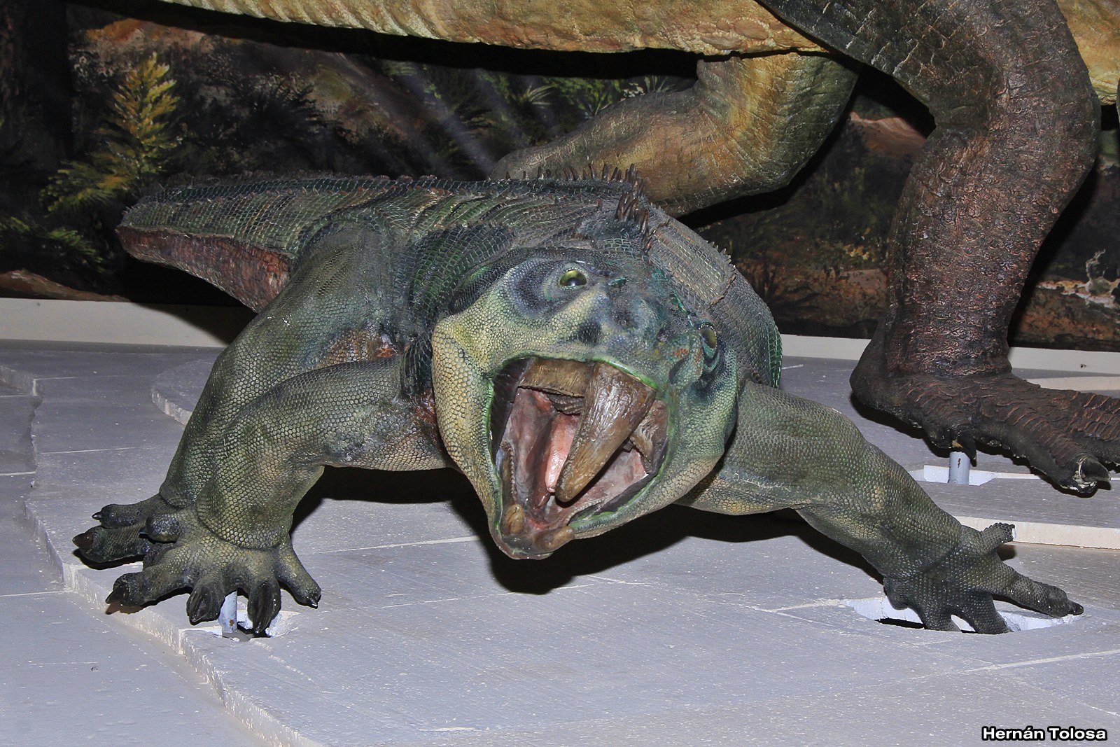 Aves de Argentina: Parque Provincial Ischigualasto