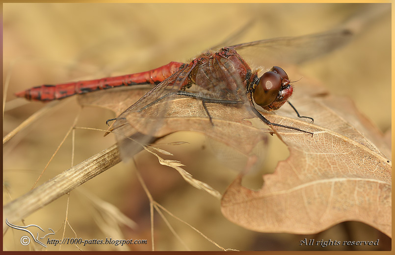 WILDLIFE GATEWAY: Autour de l'étang... les dernières libellules?