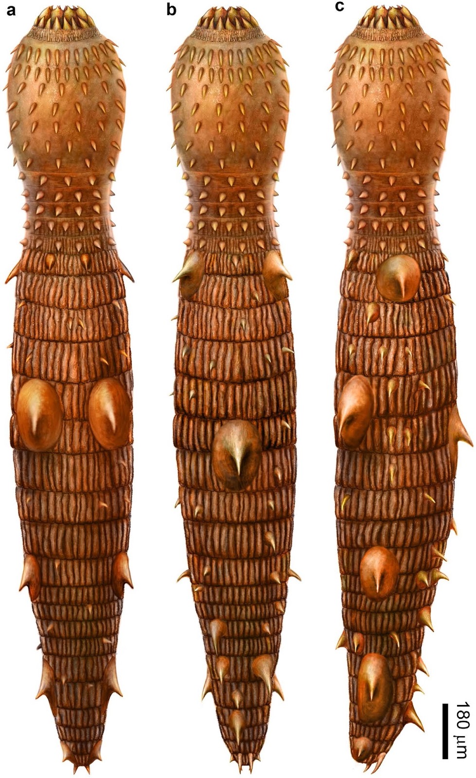 Sciency Thoughts: Eokinorhynchus rarus: A Kinorhynch from the Early ...