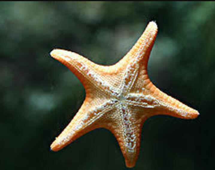 जानिये तारा मछली के बारे मे। ( Know about Star Fish )