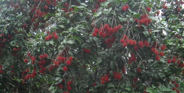 MY TRIPS: Malwana Rambutan in Tree
