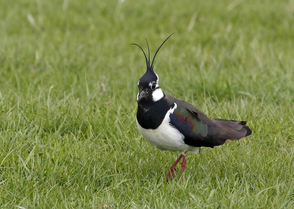 Travels with birds: A quiet Elmley