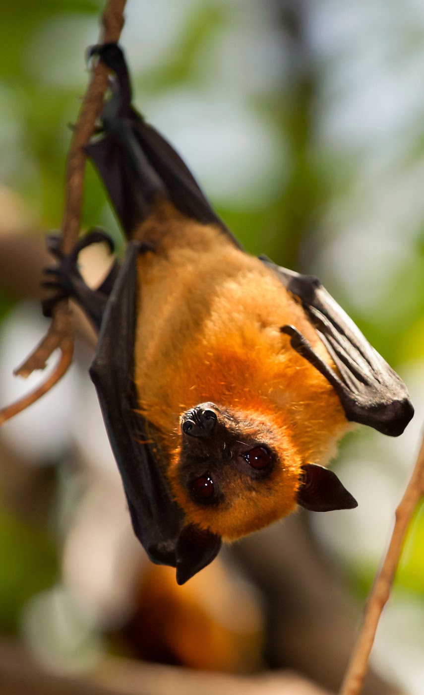 eScienceCommons: 2014