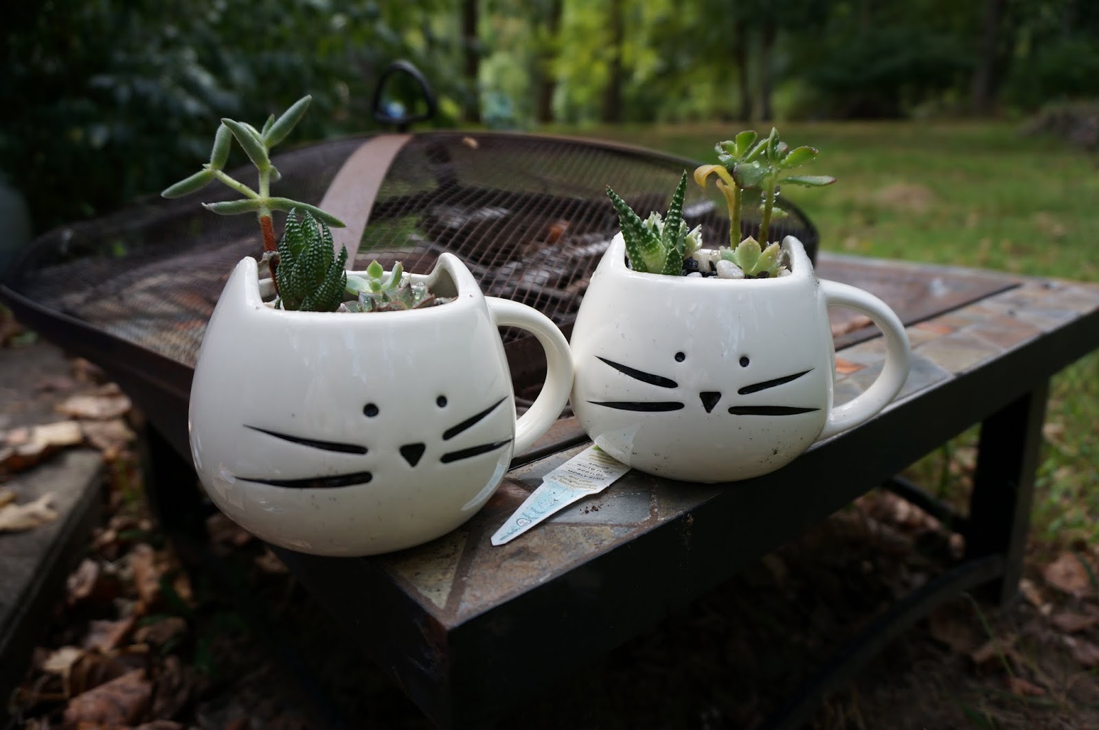 DIY Succulent Mugs