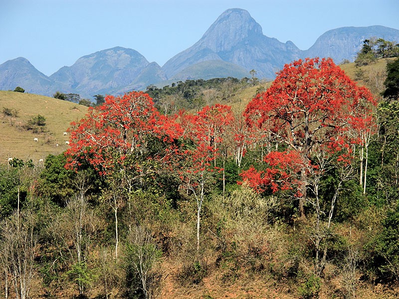 Mulungu - Erythrina mulungu