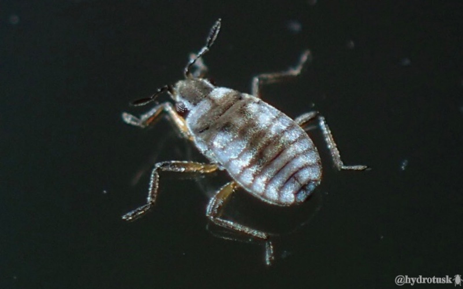 しみじみ牙蟲: マダラケシカタビロアメンボ Microvelia reticulata (Burmeister, 1835)