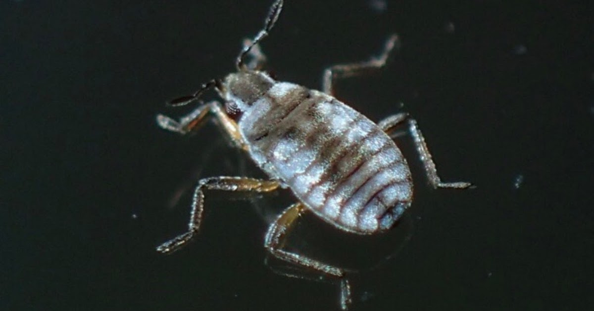 しみじみ牙蟲: マダラケシカタビロアメンボ Microvelia reticulata (Burmeister, 1835)