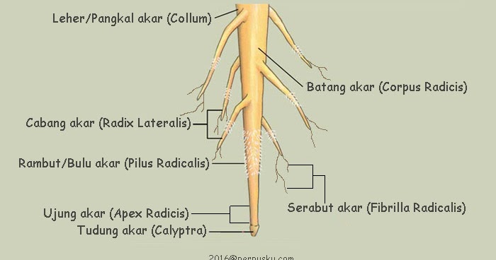 Struktur Morfologi dan Anatomi Akar Tumbuhan