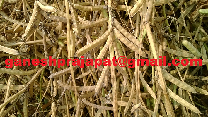 GUAR GUM INFORMATION AND GUAR GUM CULTIVATION IN INDIA: Guar ( Guar Gum ...
