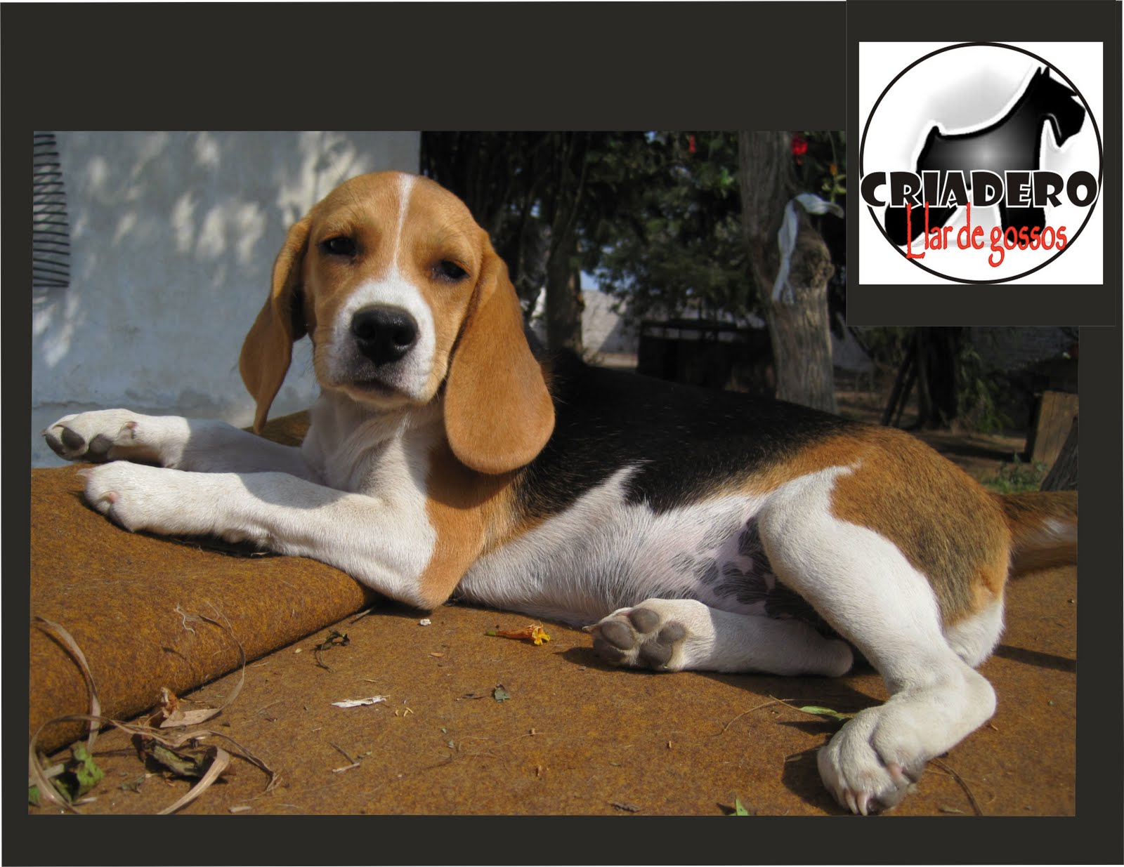 Gossos: LLAR DE GOSSOS