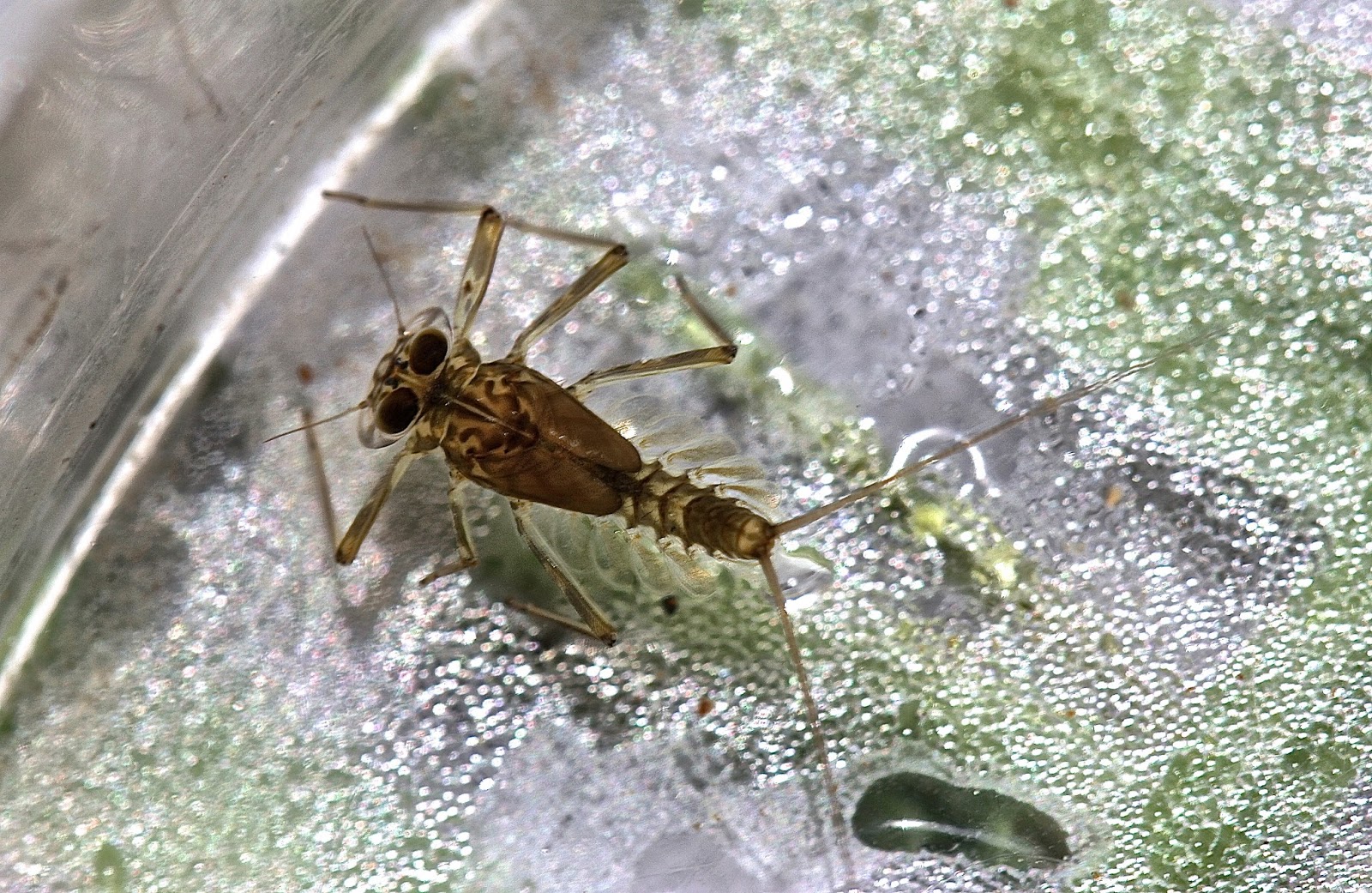 Aquatic Insects of Central Virginia: Is it a new Epeorus flatheaded ...