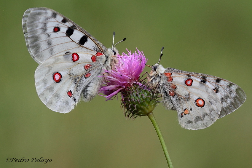 Fotografia de Naturaleza: Mariposa Apolo ( Parnassius Apollo )