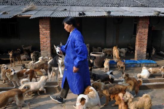 White Wolf : Chinese woman gives up everything to save homeless dogs ...