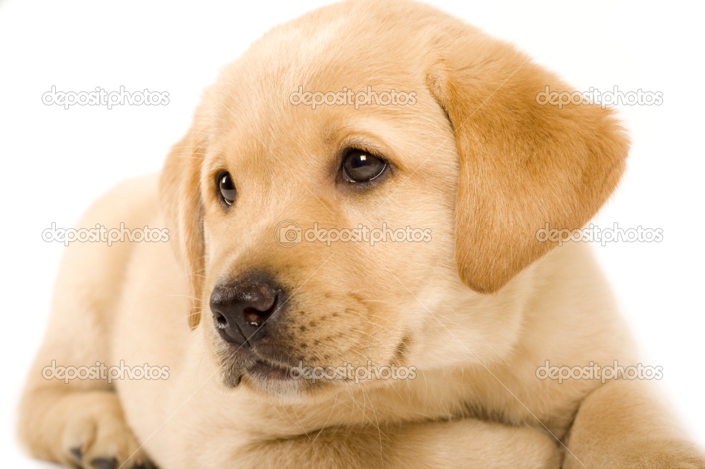 Cute Puppy Dogs: labrador retriever puppies