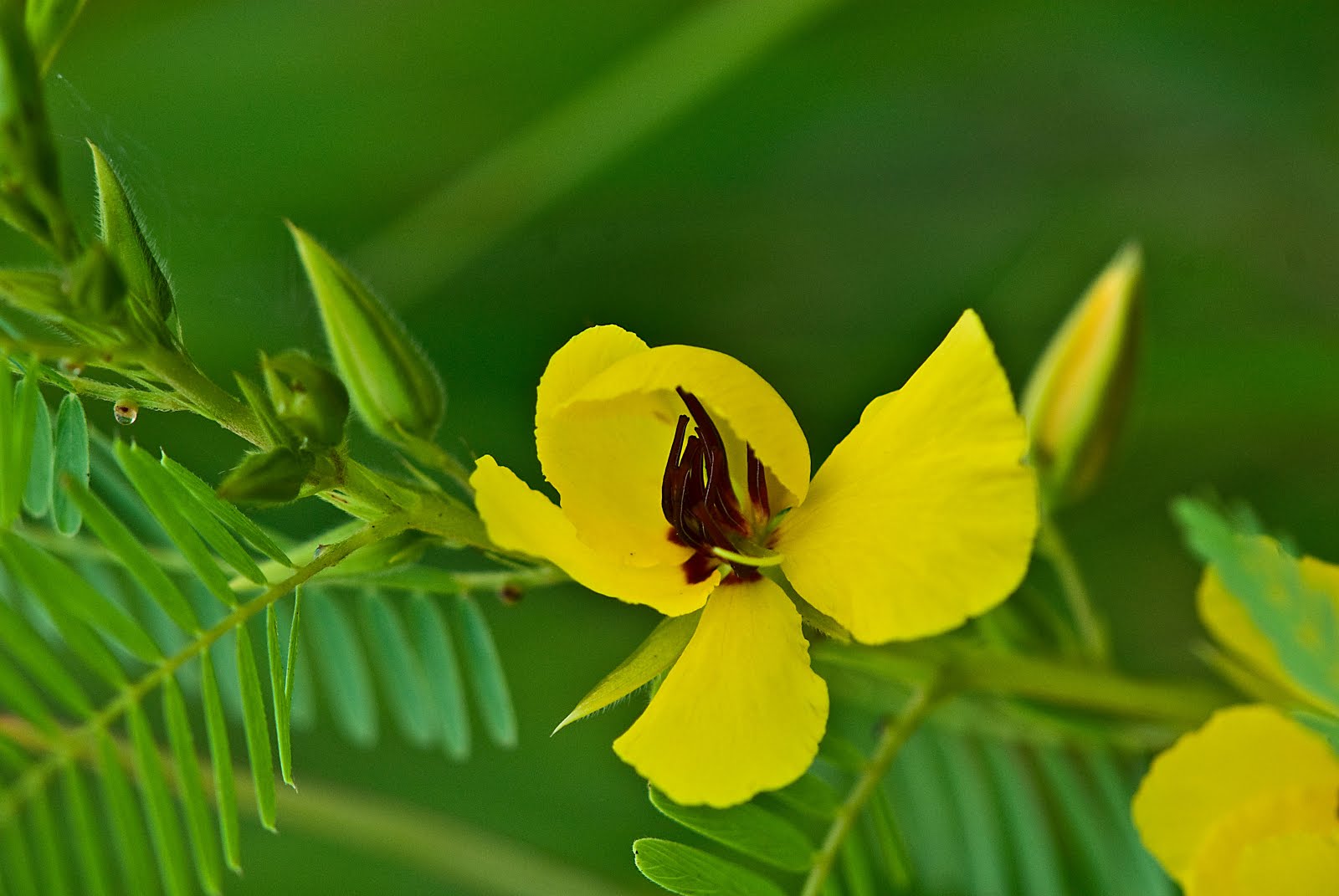 Indiana Plant A Day: Partridge Pea