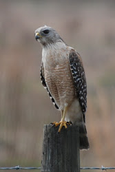 Trip In My World: Big Odalan - Little Odalan