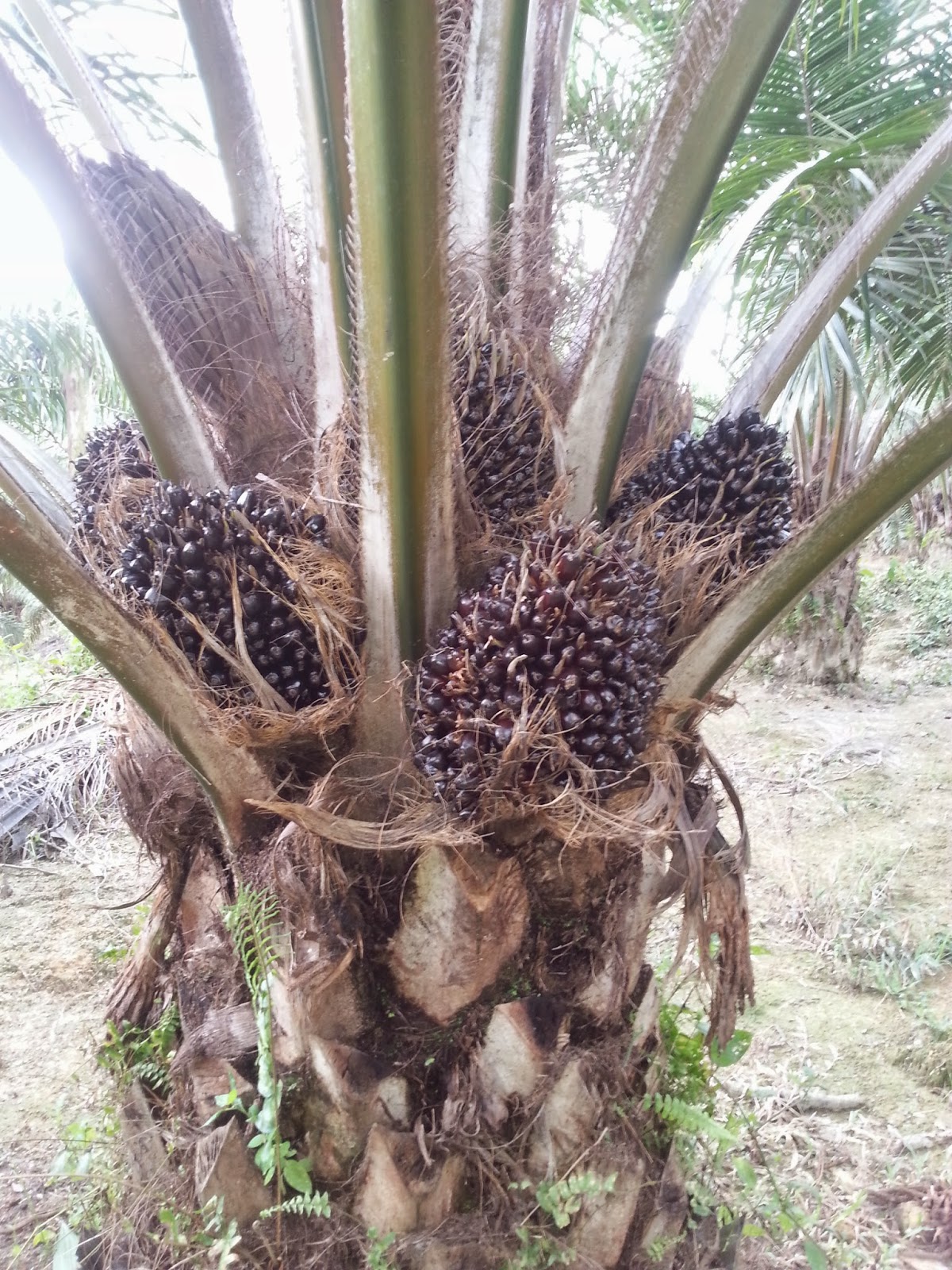 UZAYA TRADING: KEBUN SAWIT DAN KEBUN GETAH MUDA UNTUK DIJUAL.