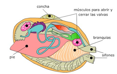Biología 1ero secundaria 2016: agosto 2016