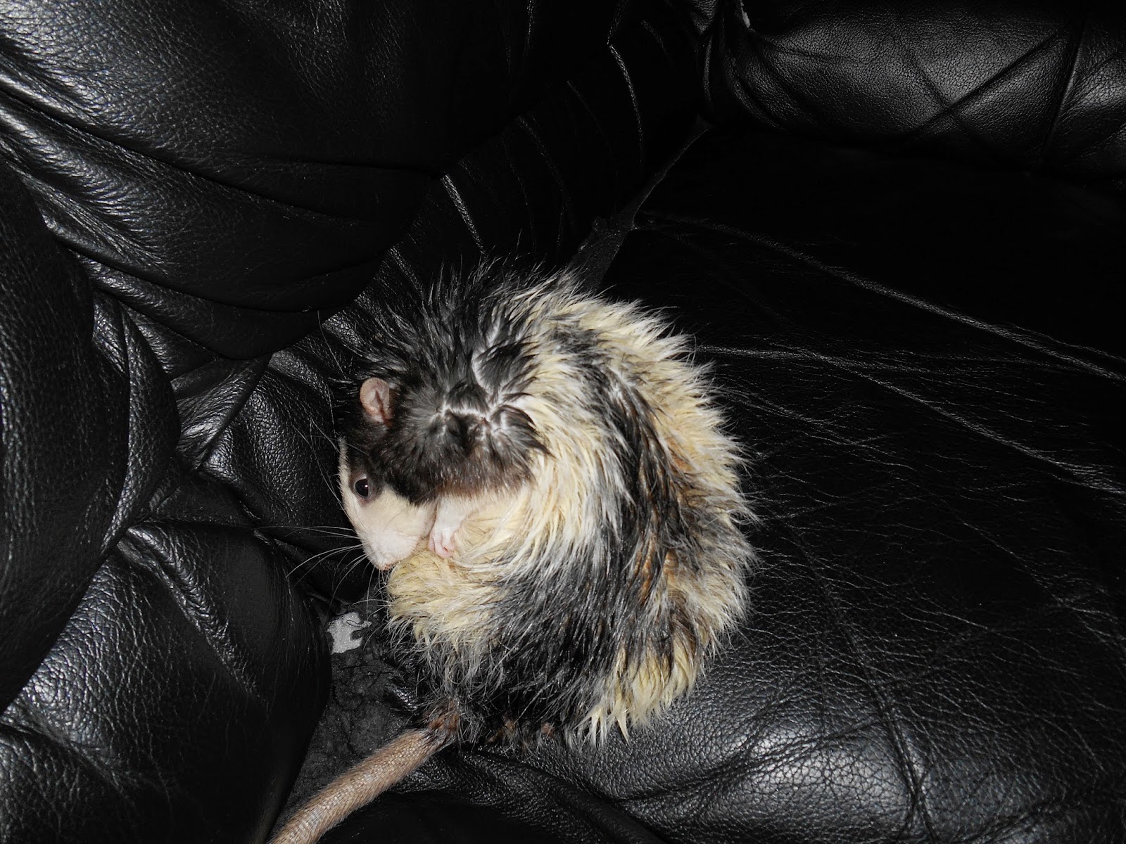 Dark Thoughts: Weekly Rat Facts: Buck Grease and Baths