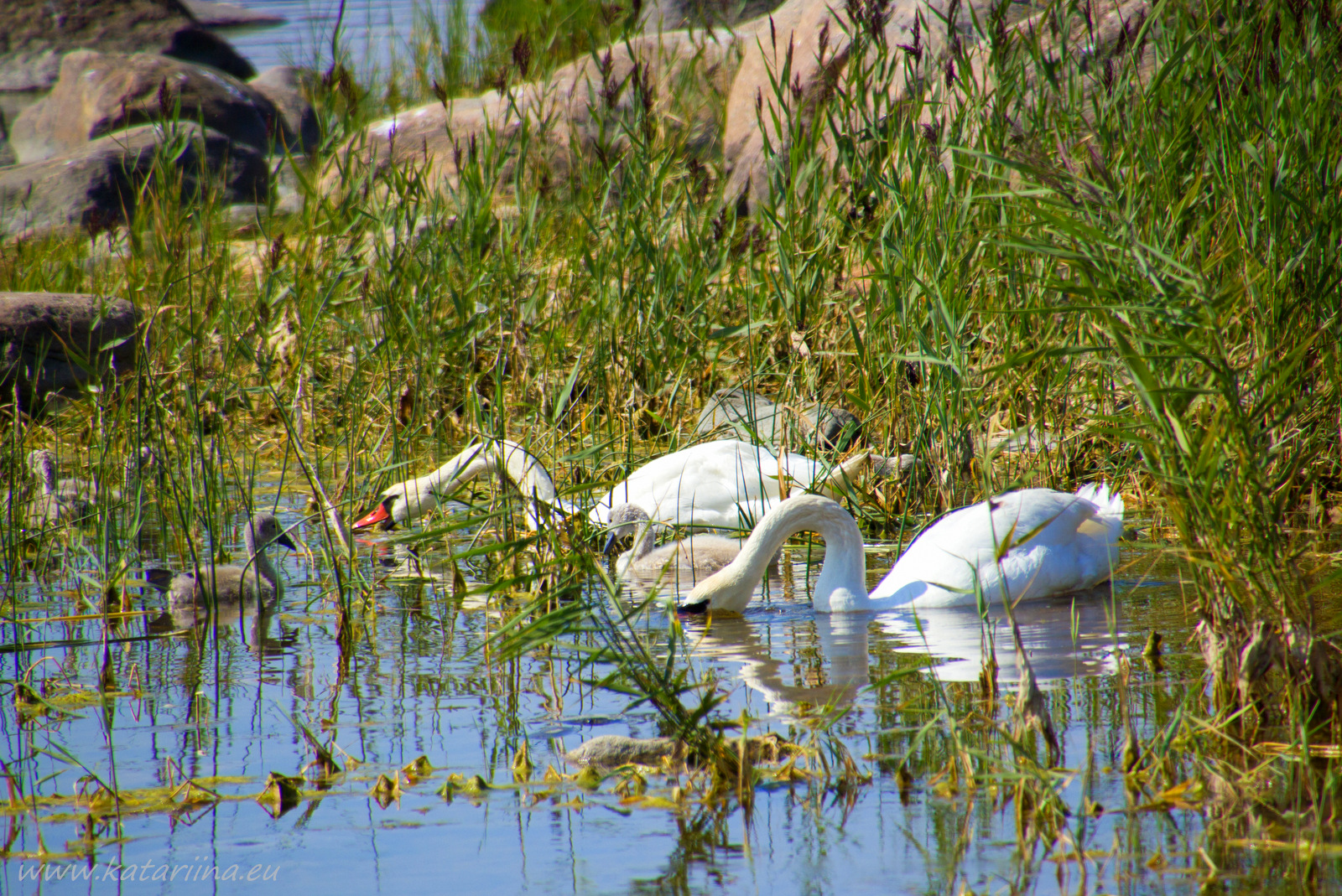 Katariina kudugurmee: Mine Kuradisaarele sa.