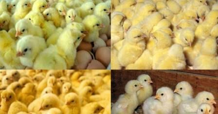 Bibit Ayam Broiler | Ternak Ayam