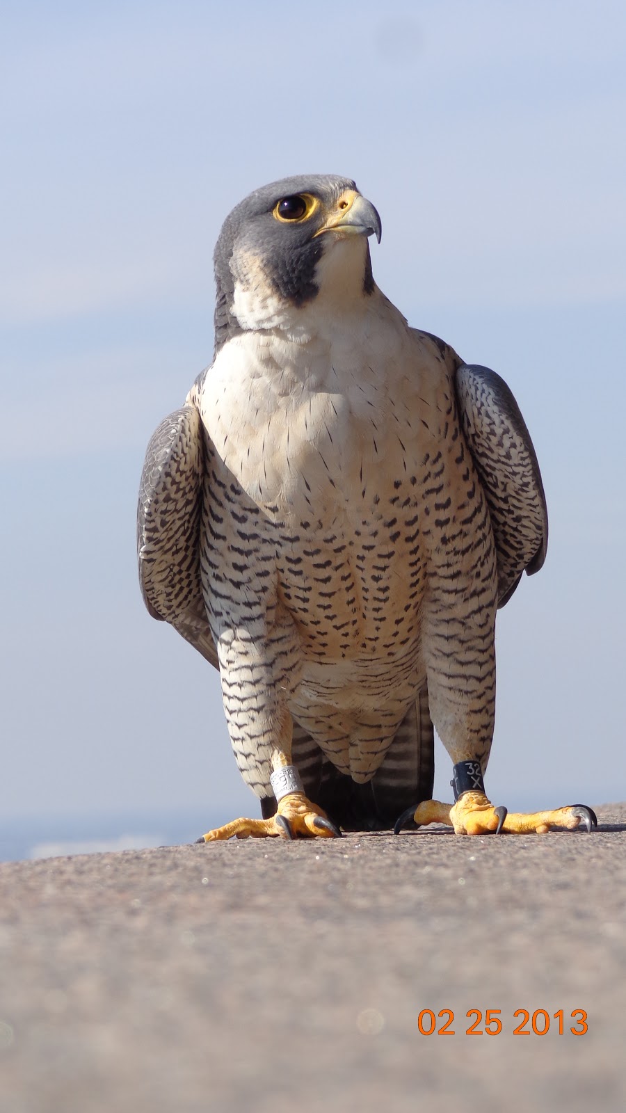 Columbus Peregrine Falcon Update: Ledge Platform Back!