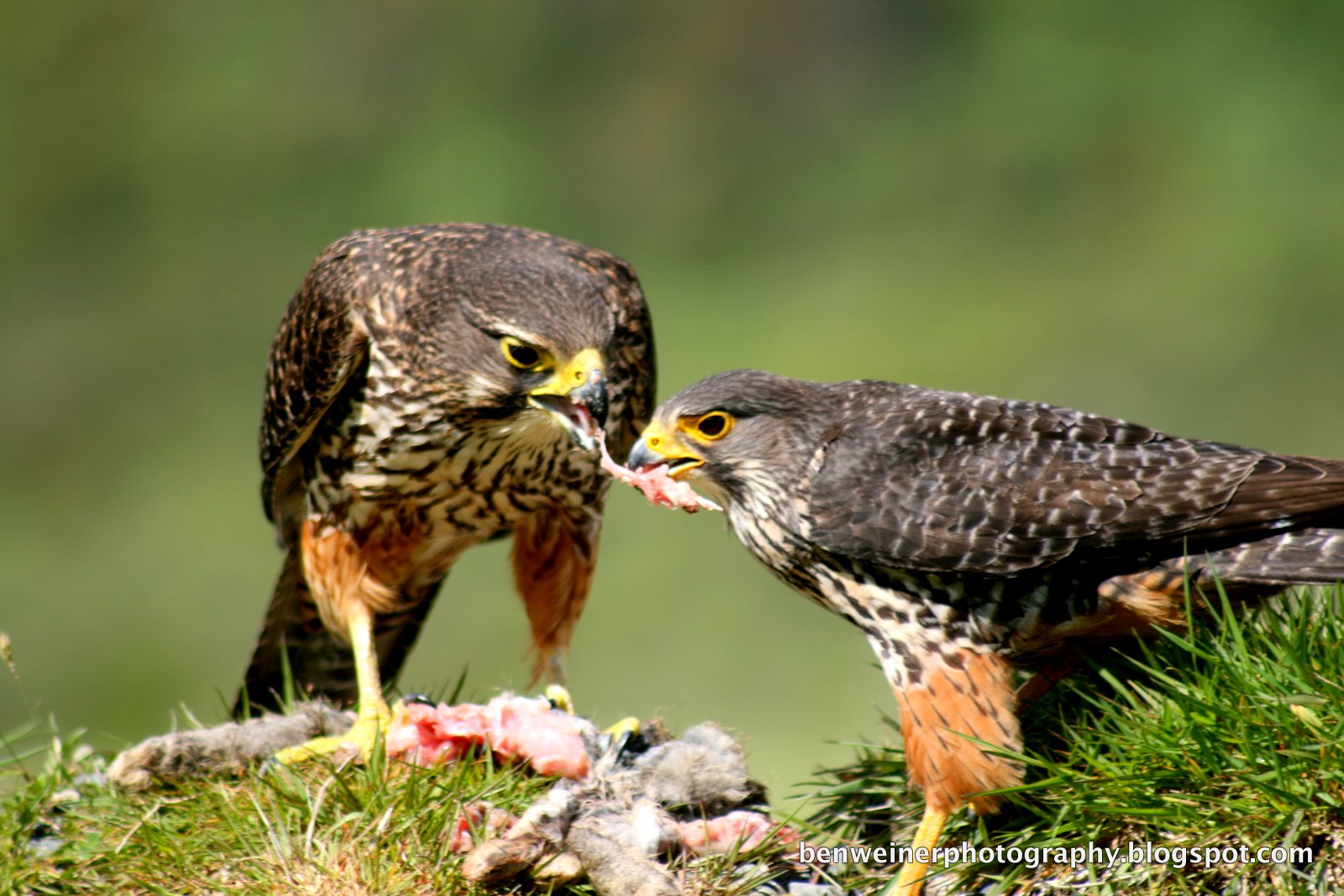 Ben Weiner Photography: Kārearea, The New Zealand Falcon