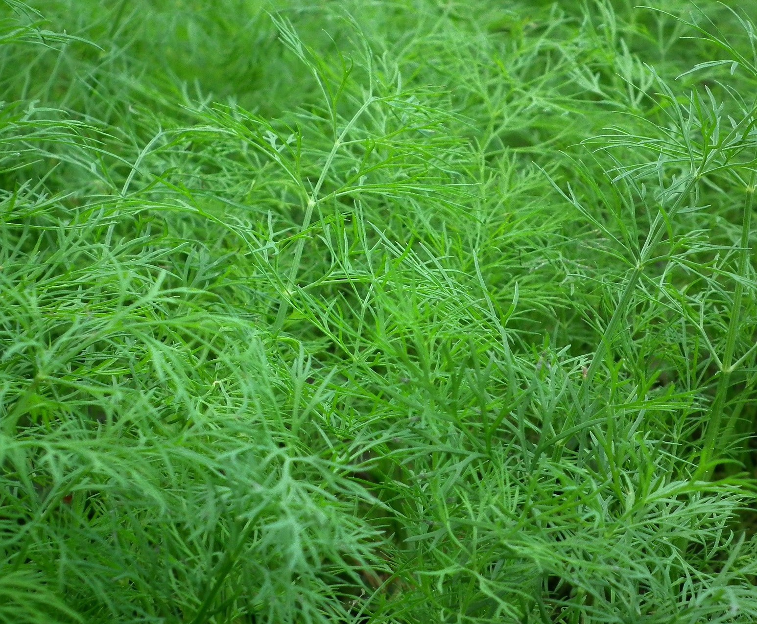 ABC i Persisk mat : Favoritörter I mitt kök