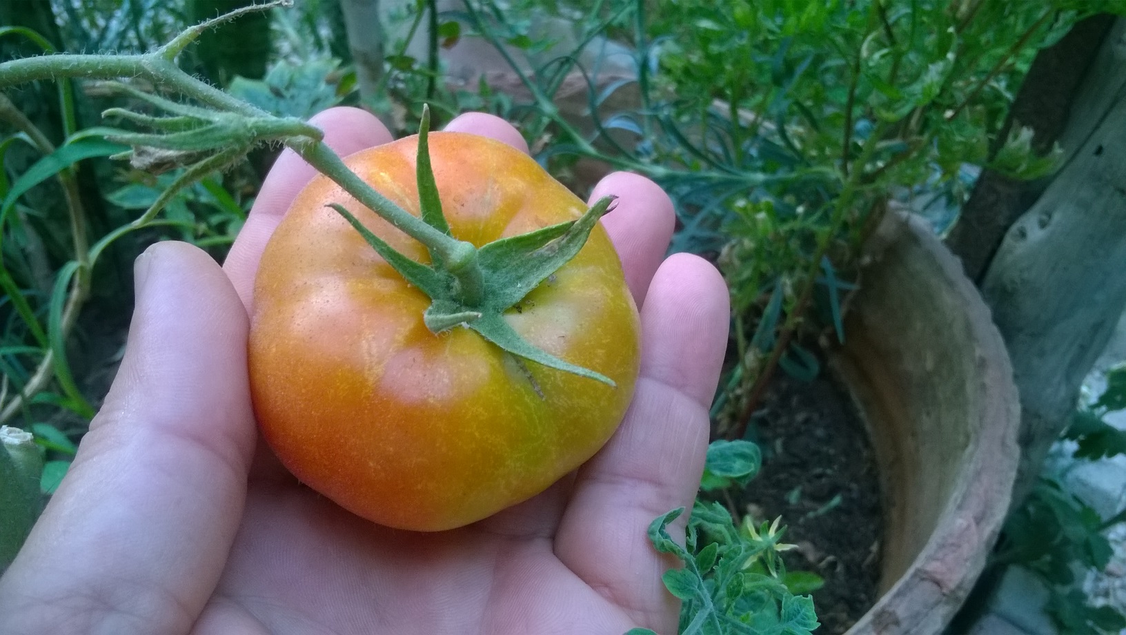 History Of Tomatoes