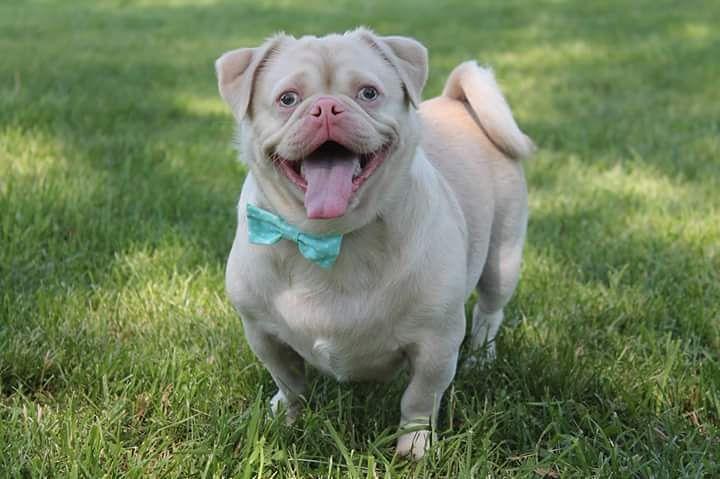 DESIGNER DOG What are pink pugs, are the albino dogs really pink and ...