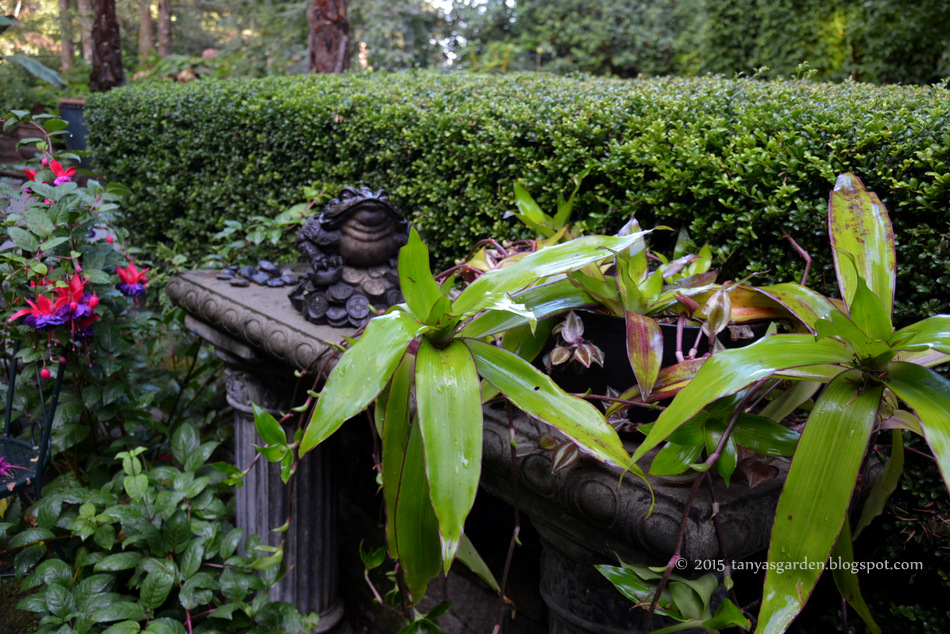MySecretGarden: September Garden Pictures