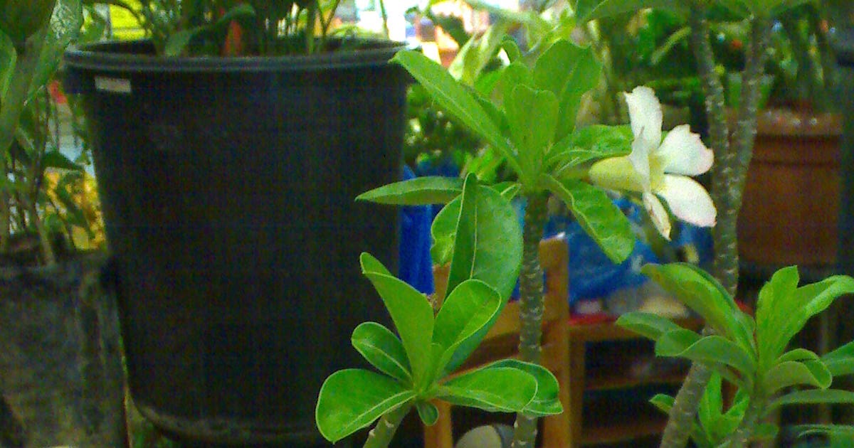 FLOWERS IN THE PHILIPPINES: Kalachuchi - White Bangkok Calachuchi