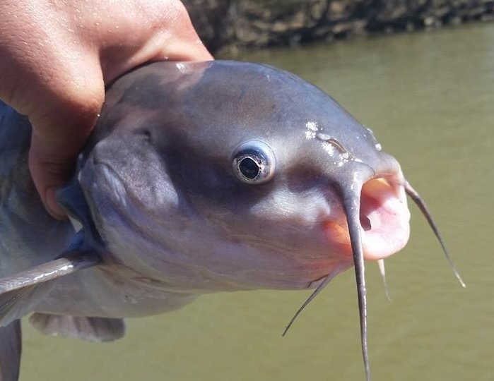 Virginia Tech Ichthyology Class : Fluvial Fishes Laboratory Review of ...