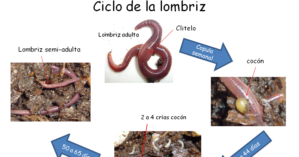 lombricultura: reproducción, crecimiento