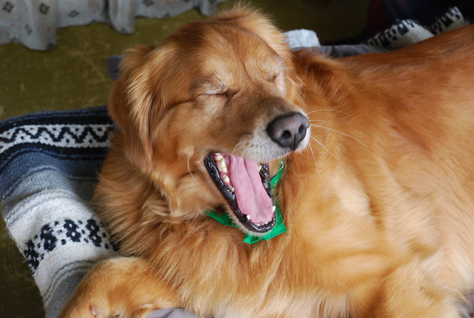 A Tired Dog is a Happy Dog: Because Dog Loves You.